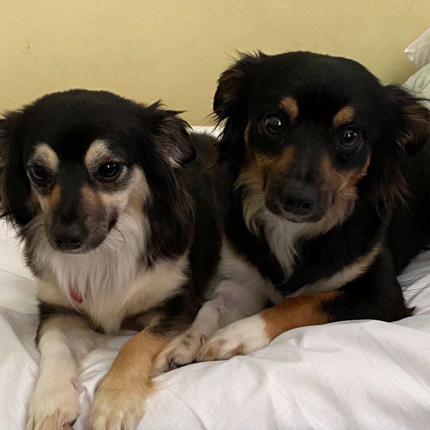 Promise 4 Paws Home Facebook