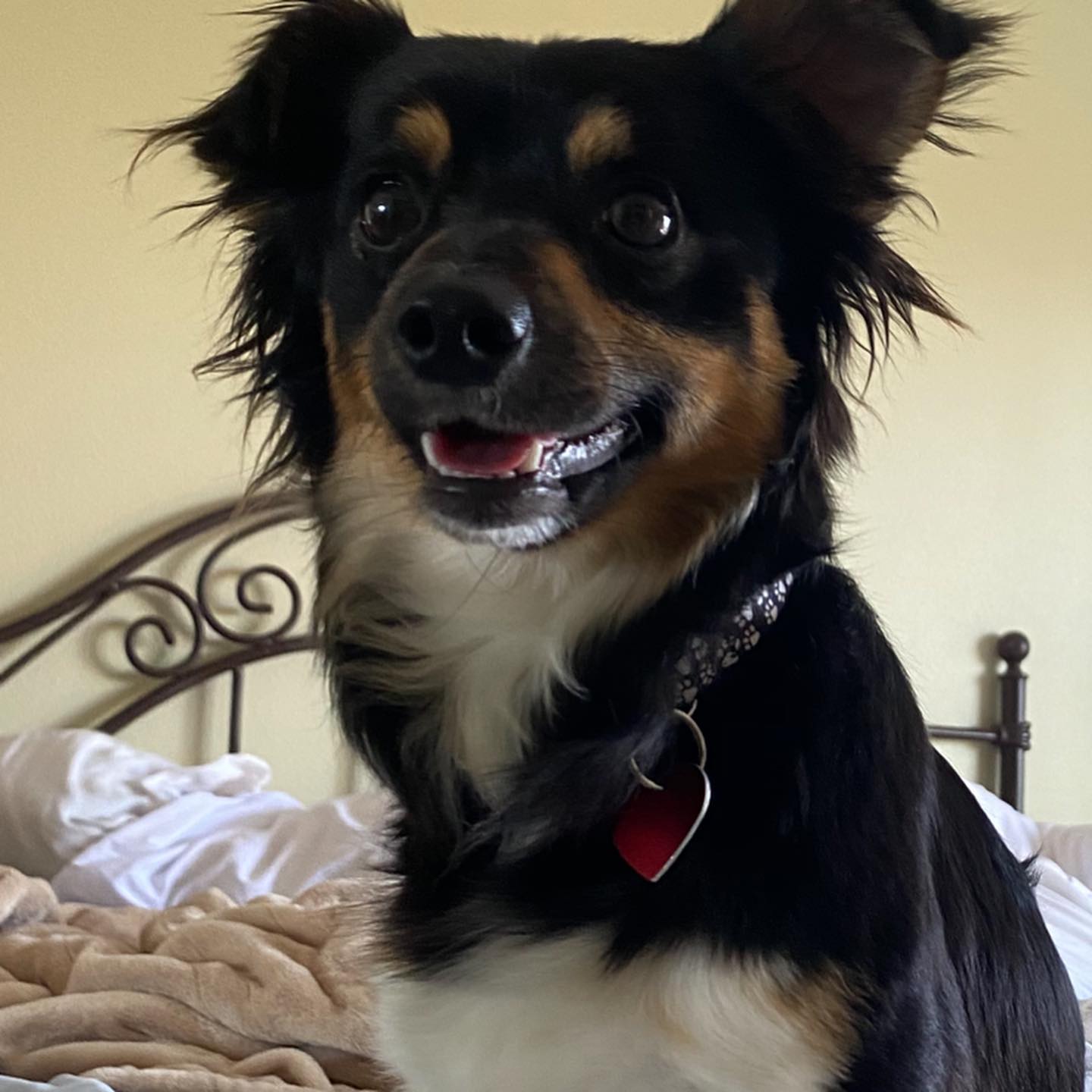 Promise 4 Paws Home Facebook