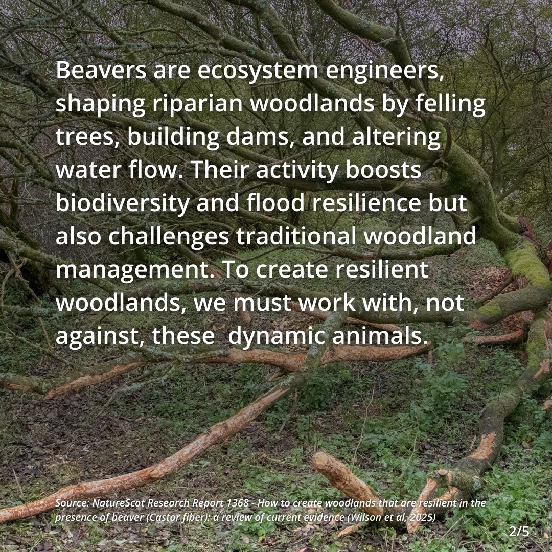 Beaver - Designing woodlands for a future with beavers Scotland’s ...