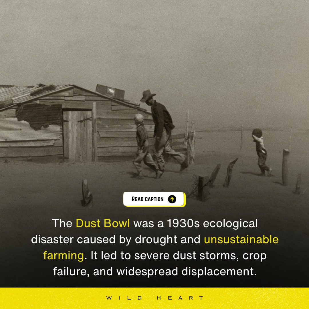 Wild Heart - The Dust Bowl was a tough time in the 1930s... | Facebook