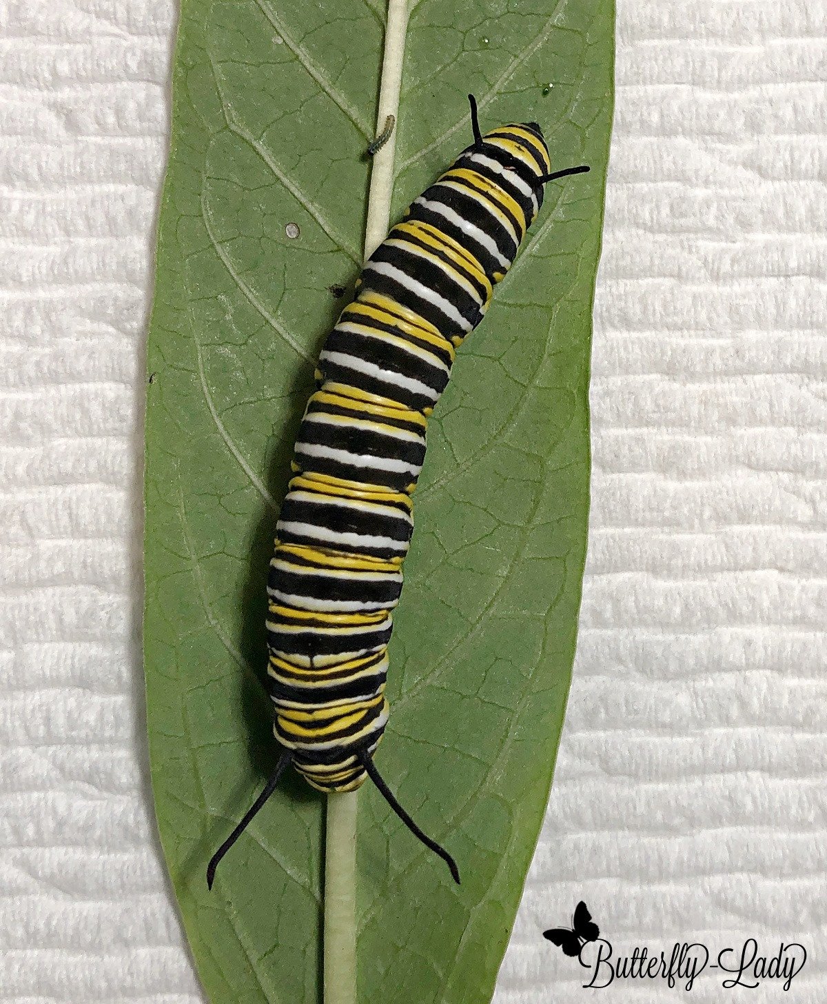 Mariposa Meadow - The different phases of the caterpillar...