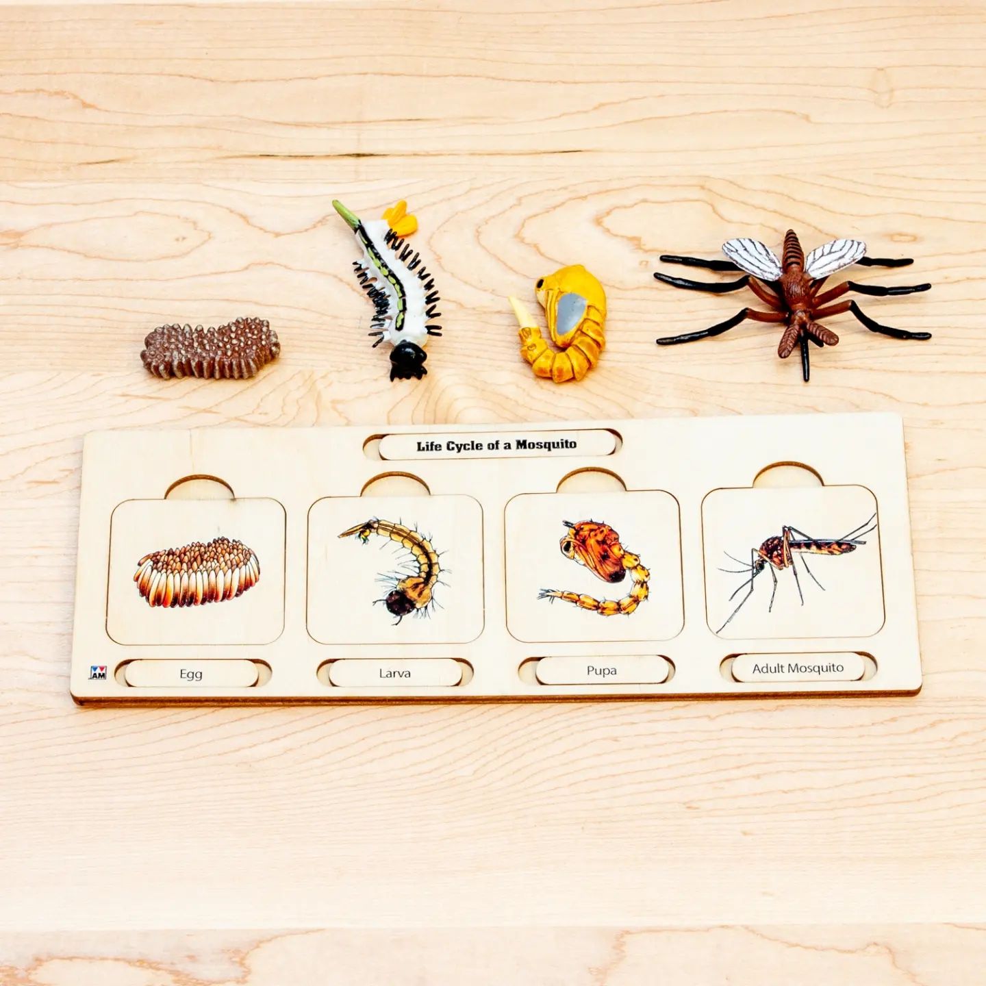 Life Cycle of a Mosquito - Life... - Alison's Montessori | Facebook