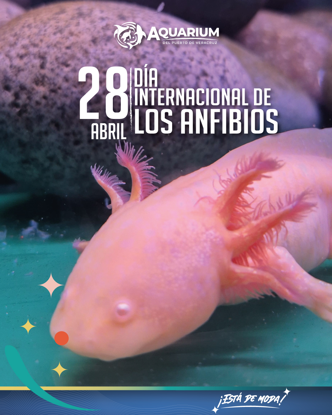 Aquarium - ¡Cada 28 de abril conmemoramos el día internacional de los ...