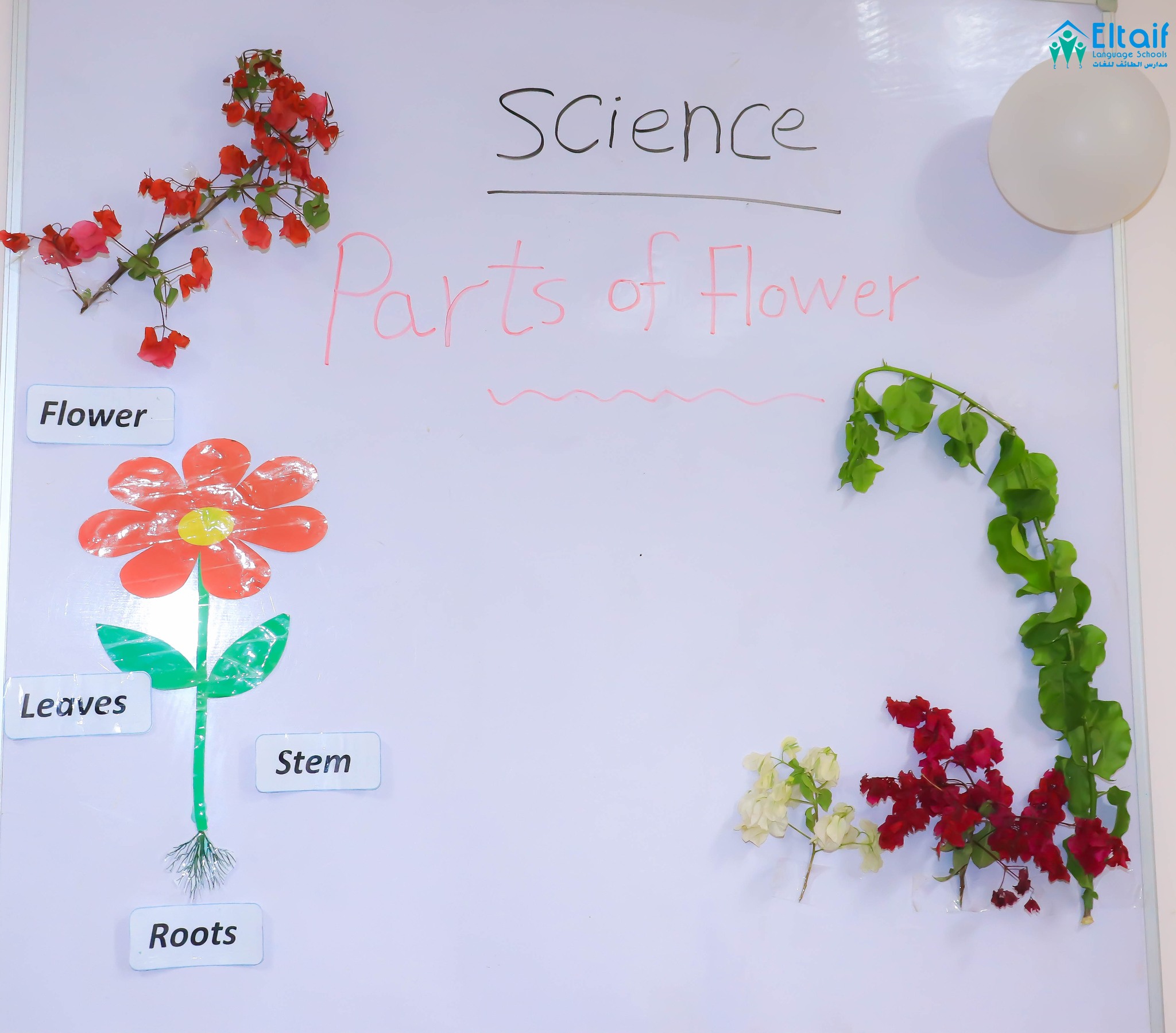 ☘☘ parts of the plants ☘☘ 🌷Roots_ stem _leaves _flower🌷 👌👌 lab session ...