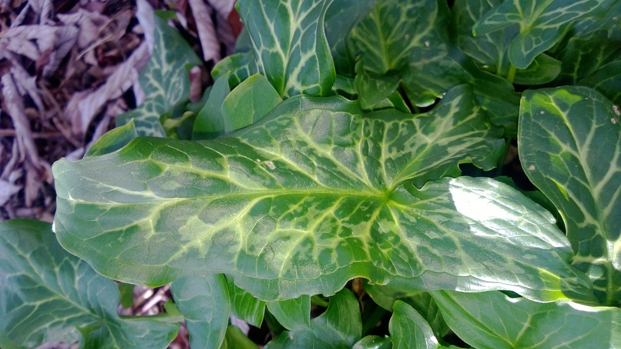 Washington State Noxious Weed Control Board Italian Arum Has Very 5245