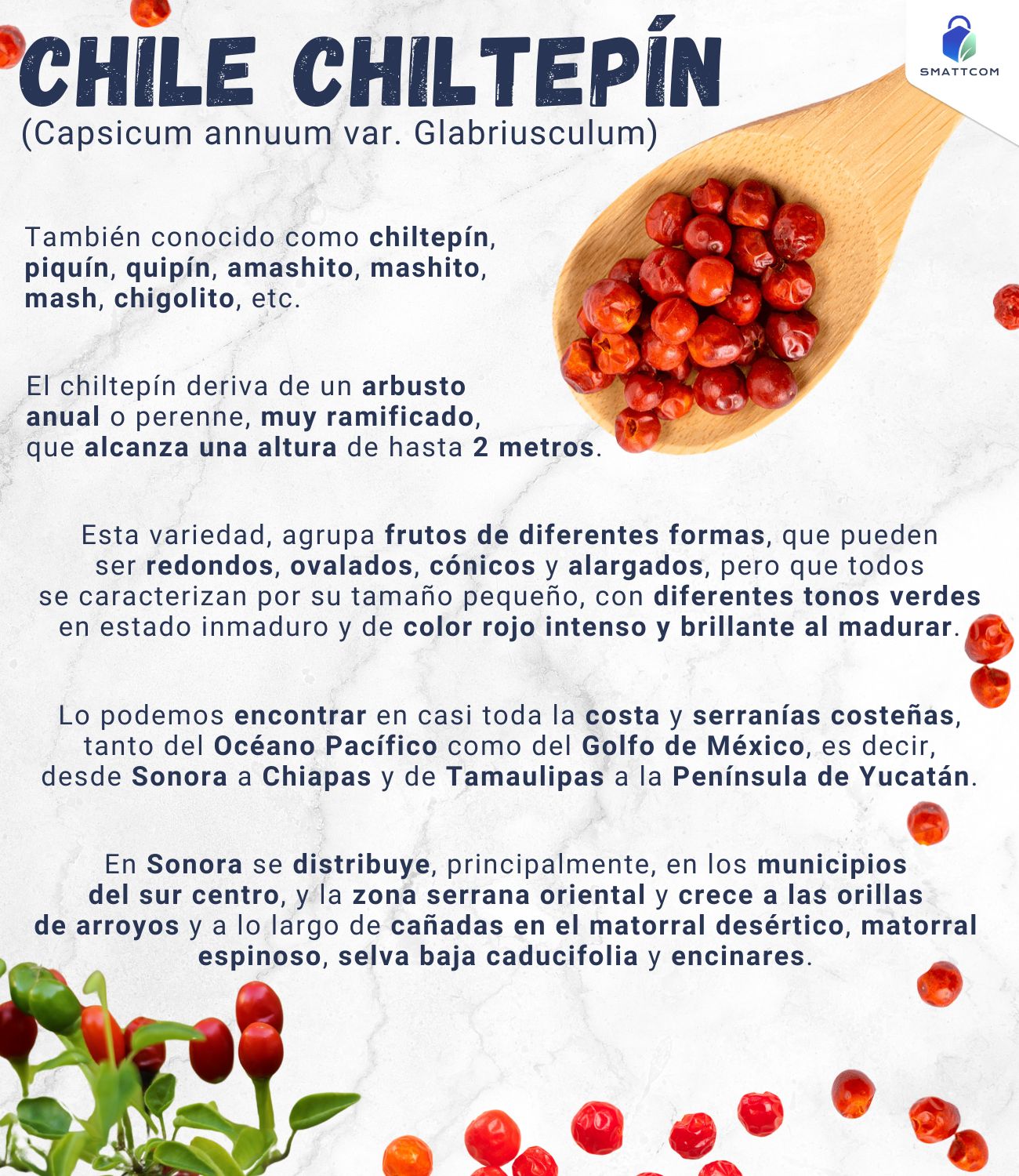 Smattcom Descubre El Valor único Del Chile Chiltepin Un Emblema De