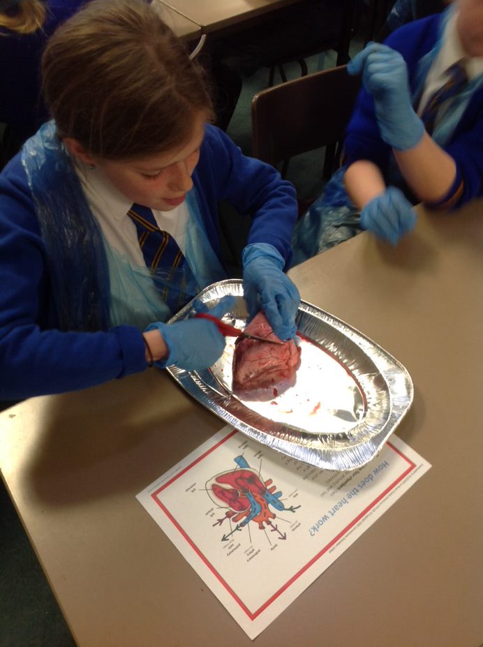 For their topic ‘Blood Heart’, Year... - Mount Charles School | Facebook