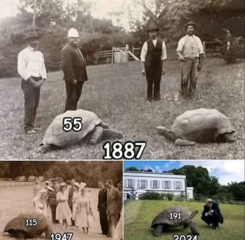 Ancient History & Mystery Archaeology | Jonathan - The Oldest Turtle ...
