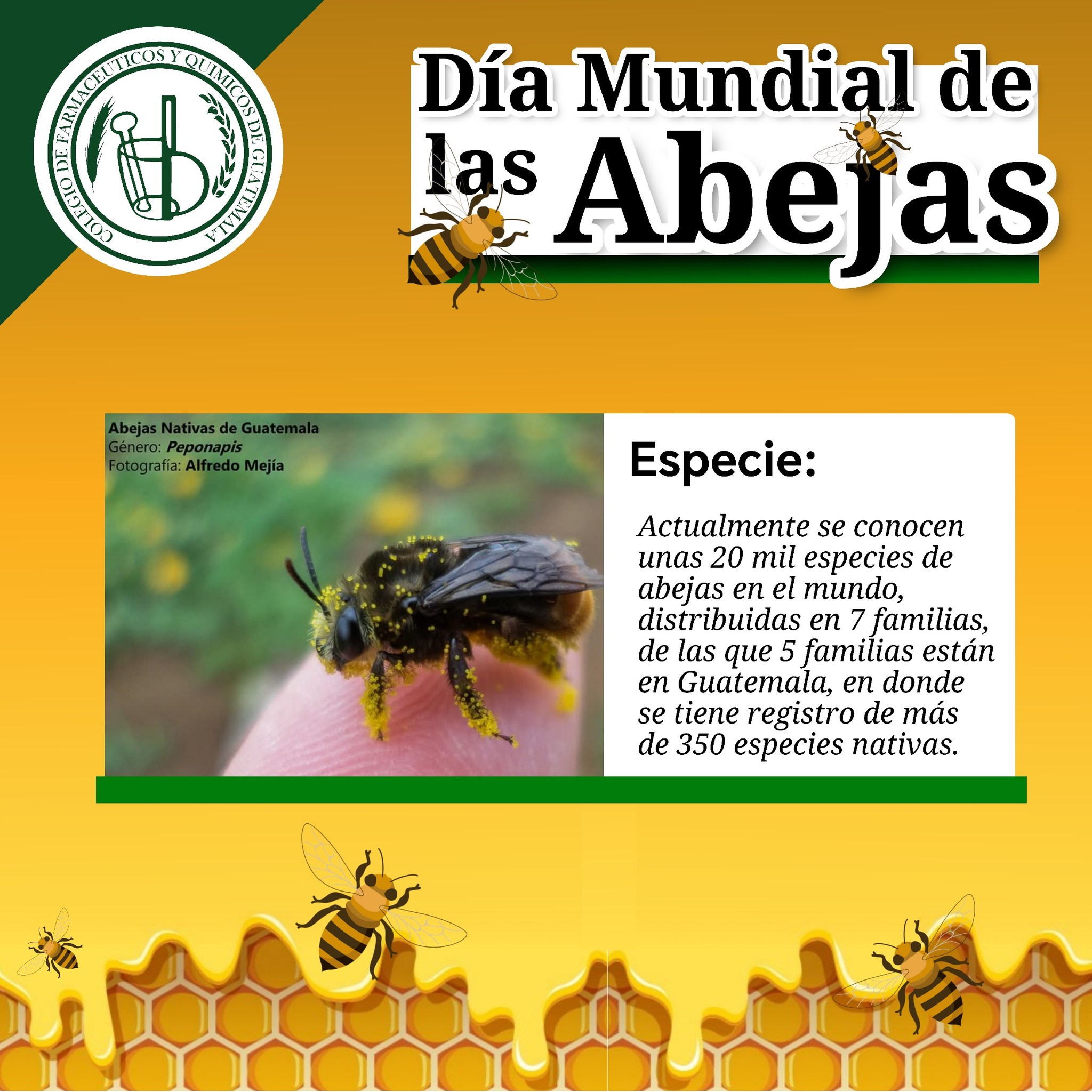 🐝 𝗗𝗜𝗔 Colegio De Farmacéuticos Y Químicos De Guatemala Facebook