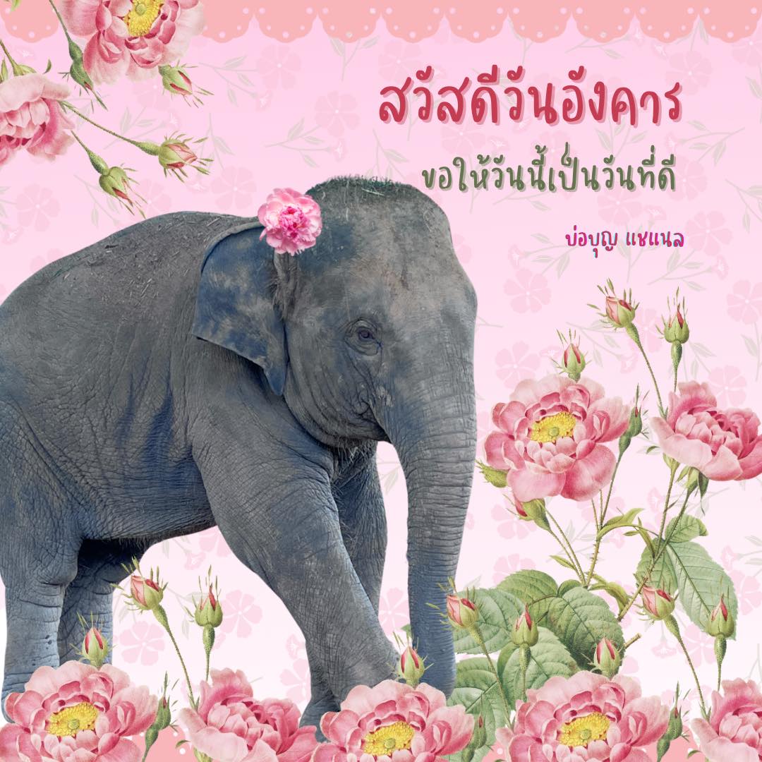We - 🟣"Elephants as Ecosystem Engineers". 🗓️20th May, 2025 (20 พฤษภาคม ...
