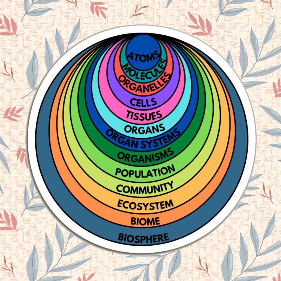 Biological Hierarchy Of Living Things Netted Hierarchy Of Biological