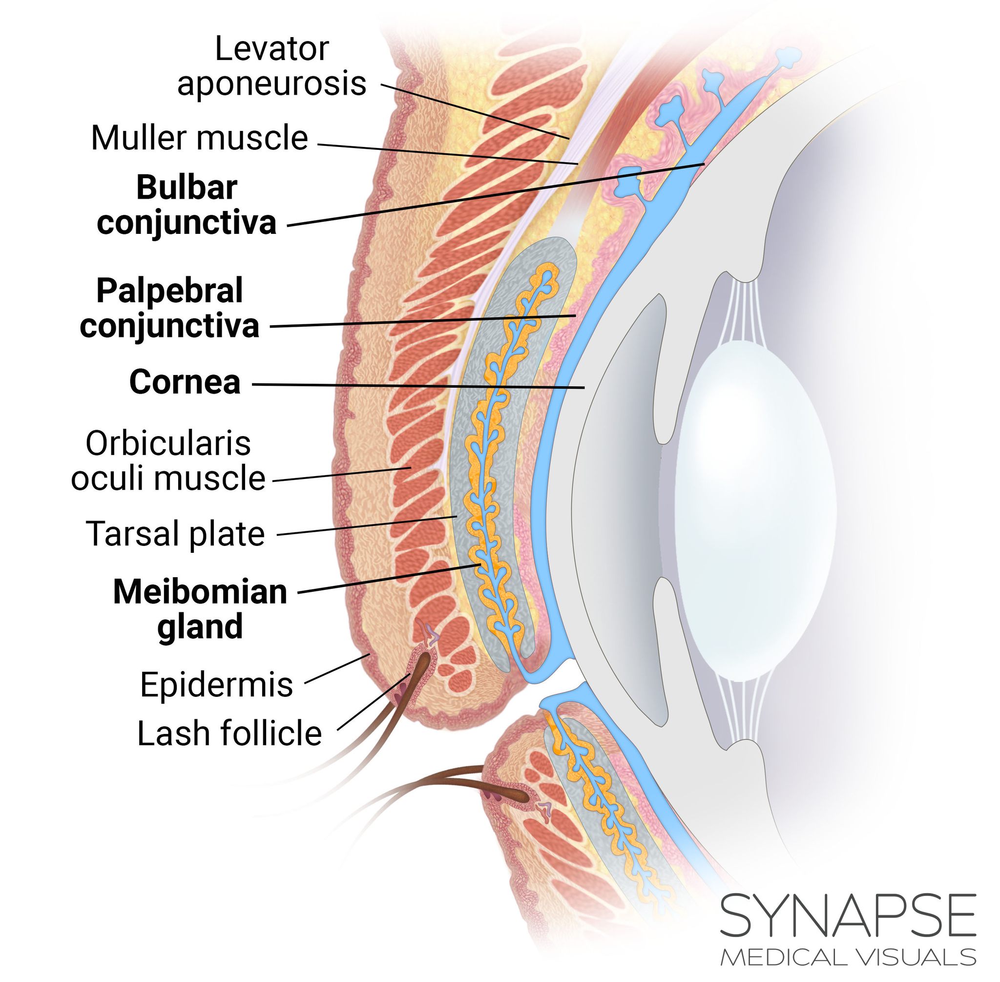 Synapse Medical Visuals 4320