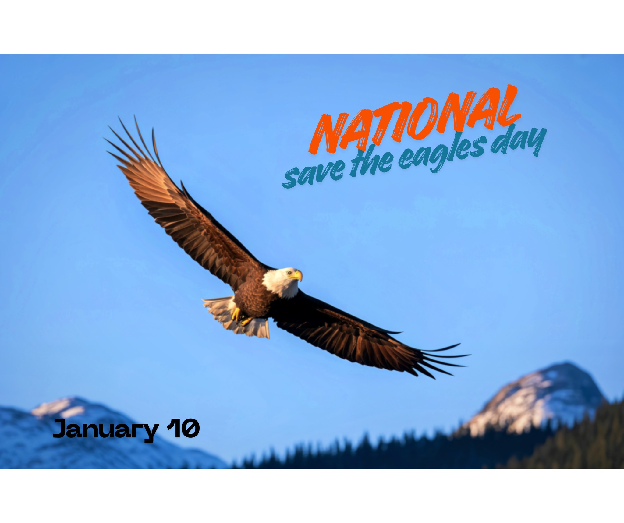 Midwest - Happy “Save the Eagles” Day! This day started 11 years ago in ...