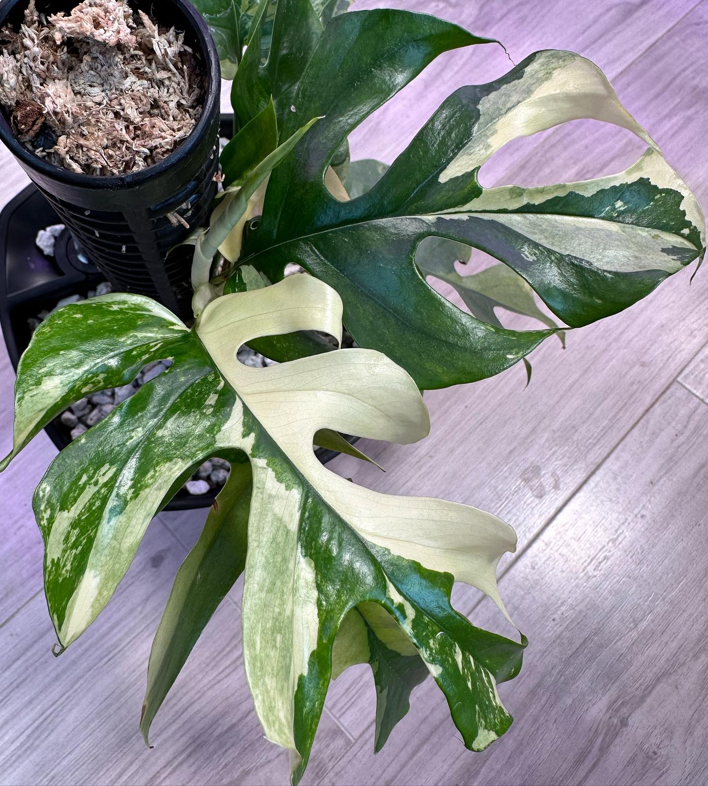 Flora Foundry Plant Id Rhaphidophora Tetrasperma Albo