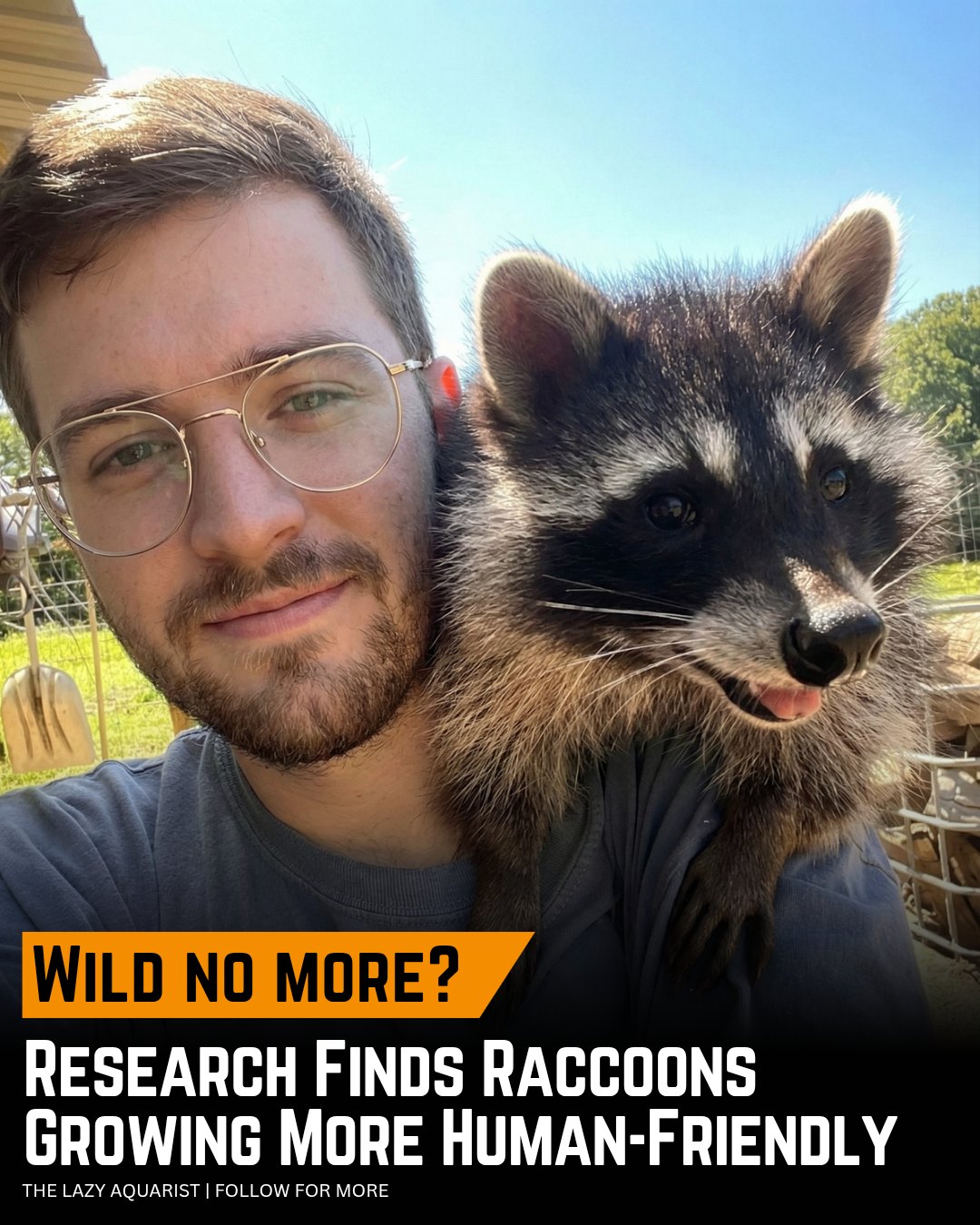 The Lazy - NEW STUDY REVEALS: RACCOONS MAY BE STARTING TO DOMESTICATE ...