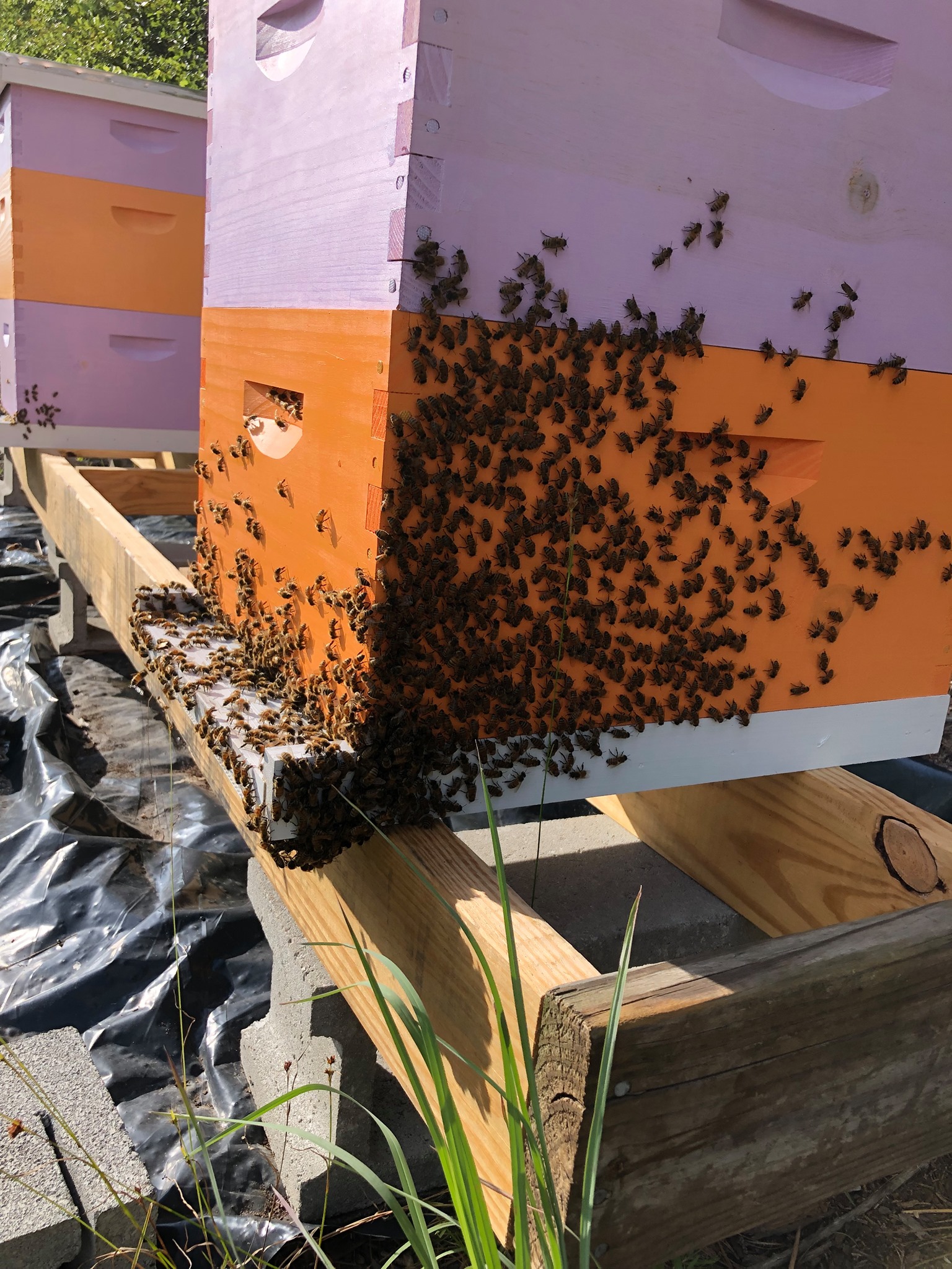 Want to learn how to keep honey bees... - Clemson Apiculture | Facebook