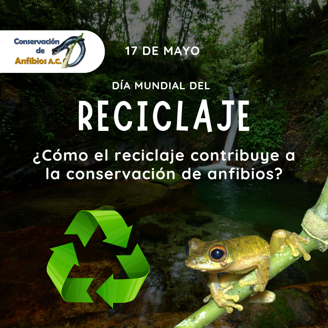 El Día Mundial del... - Conservación de Anfibios A.C. | Facebook