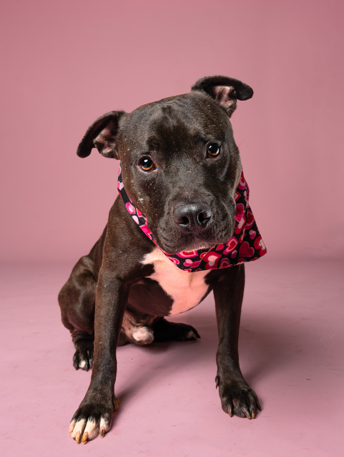 Fulton Meet Stitch A Gentle Soul Waiting To Feel Safe Stitch Is A 4