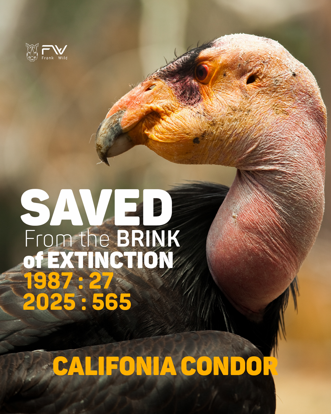 Frank - Meet the CALIFORNIA CONDOR 🦅 — a living giant of the skies and ...