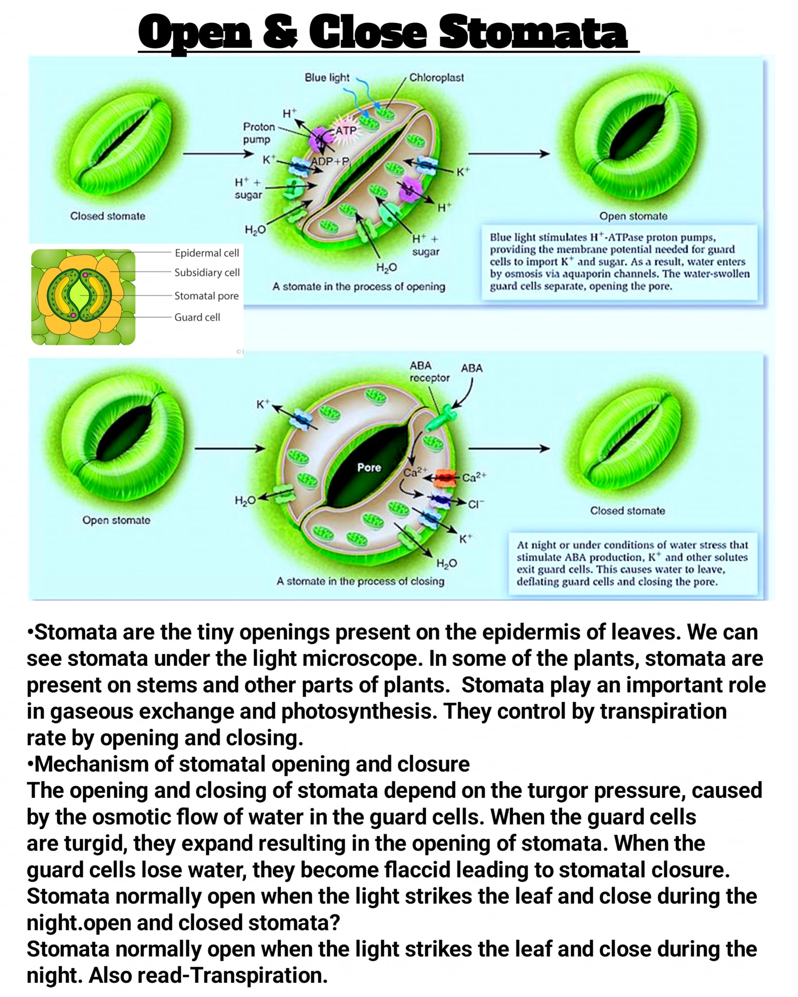 97 - Open & Close Stomata 🏓 #classmates #usa #trendingnow # ...