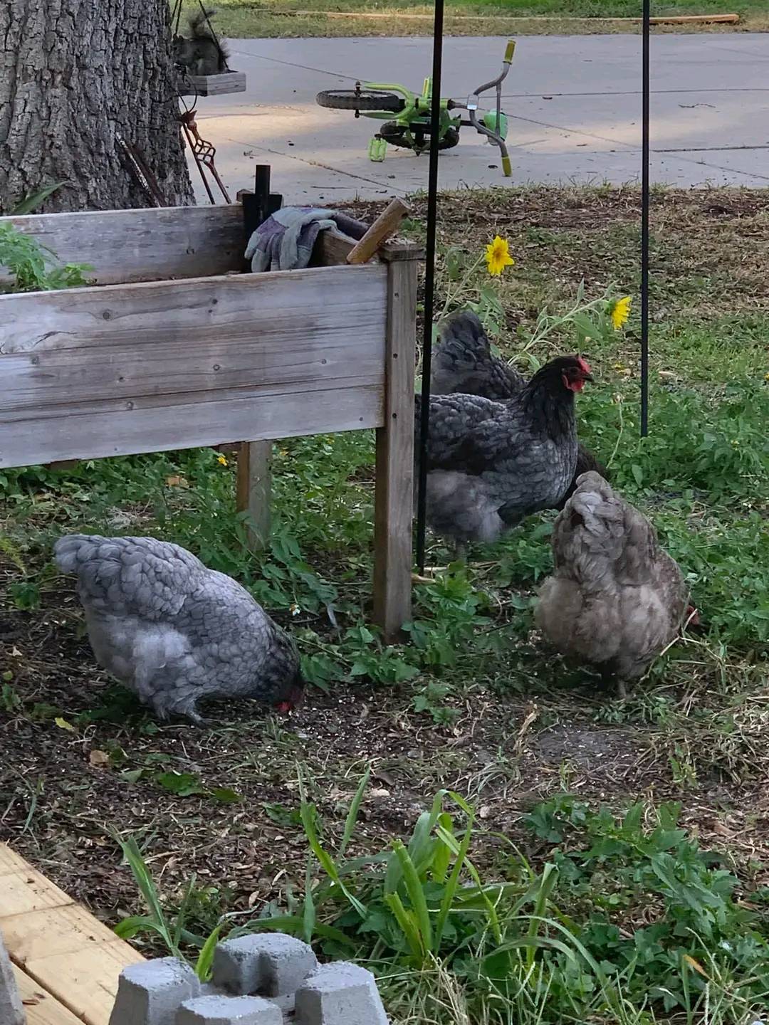 Dull So I Researched Getting Chickens For About Two Years Before I