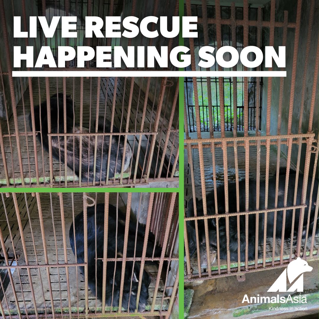 Animals Asia - LIVE RESCUE HAPPENING SOON Join us...