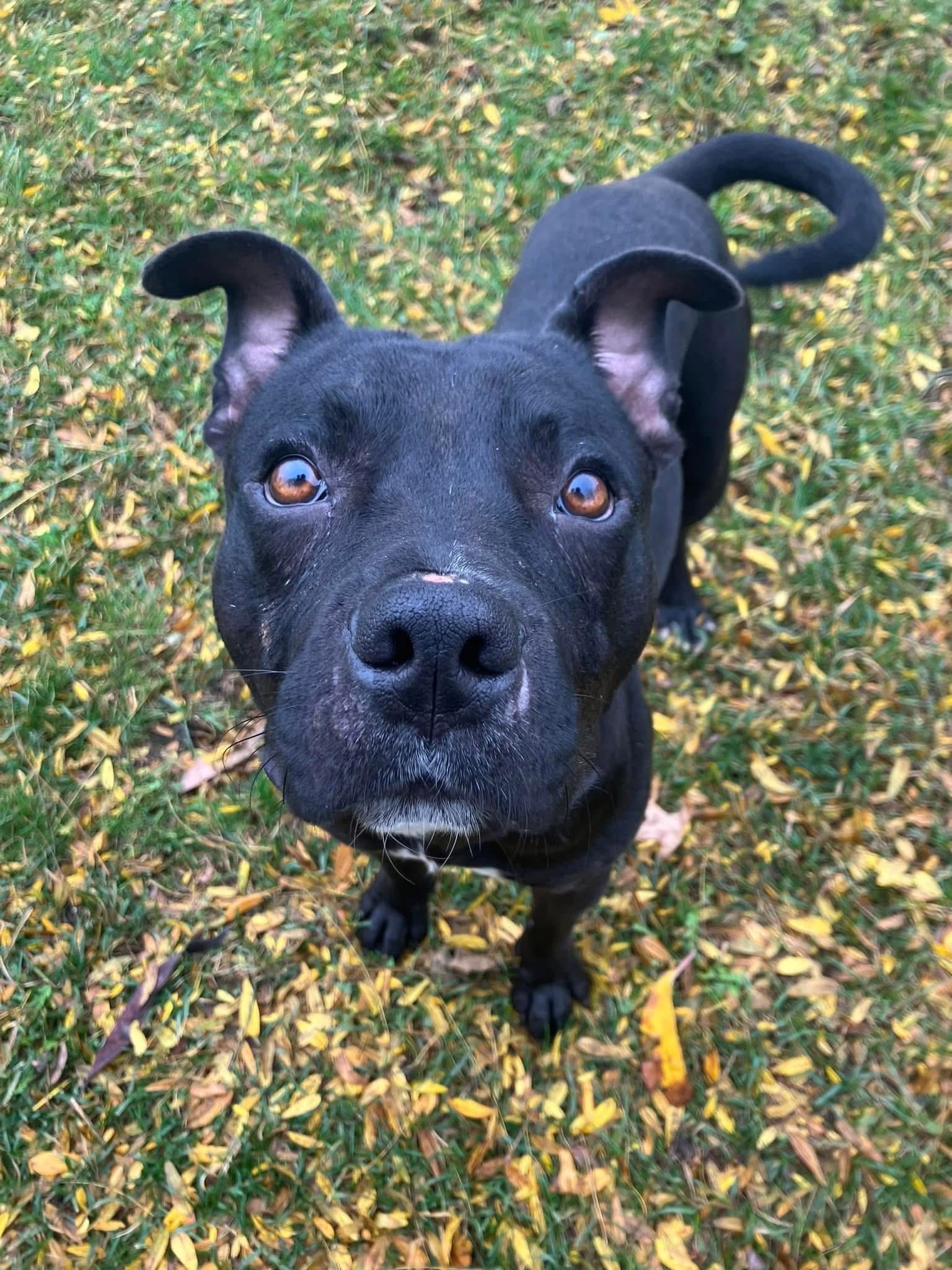 Marion - James at the pound, 2024 We need your help finding James a ...