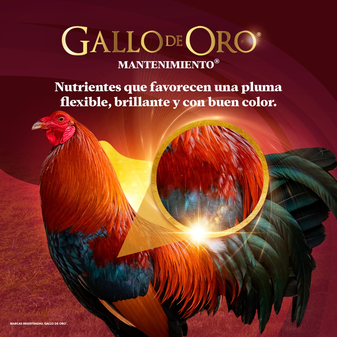 Gallo de Oro | Mexico City