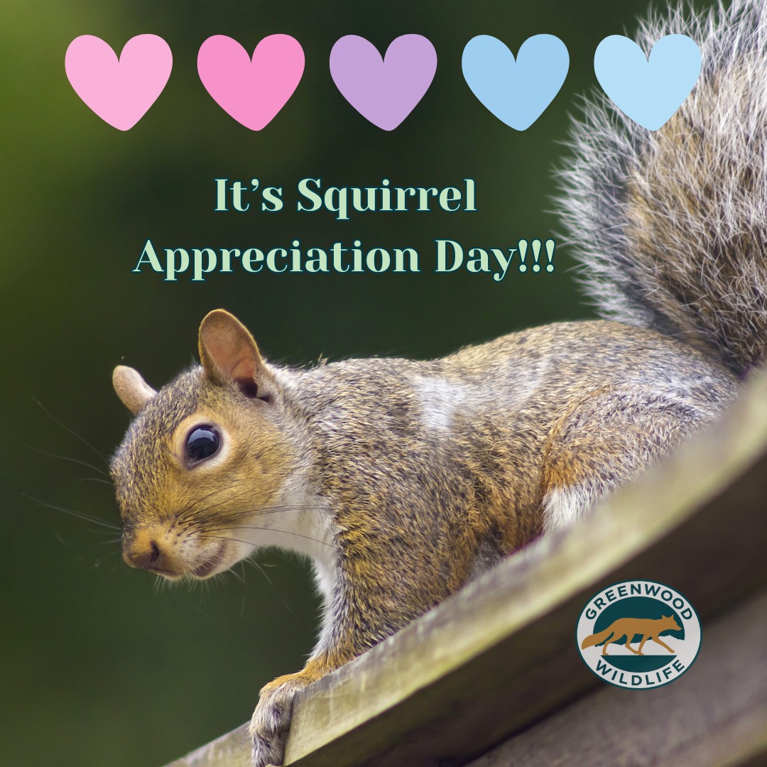 Greenwood - It’s National Squirrel Appreciation Day so we wanted to ...