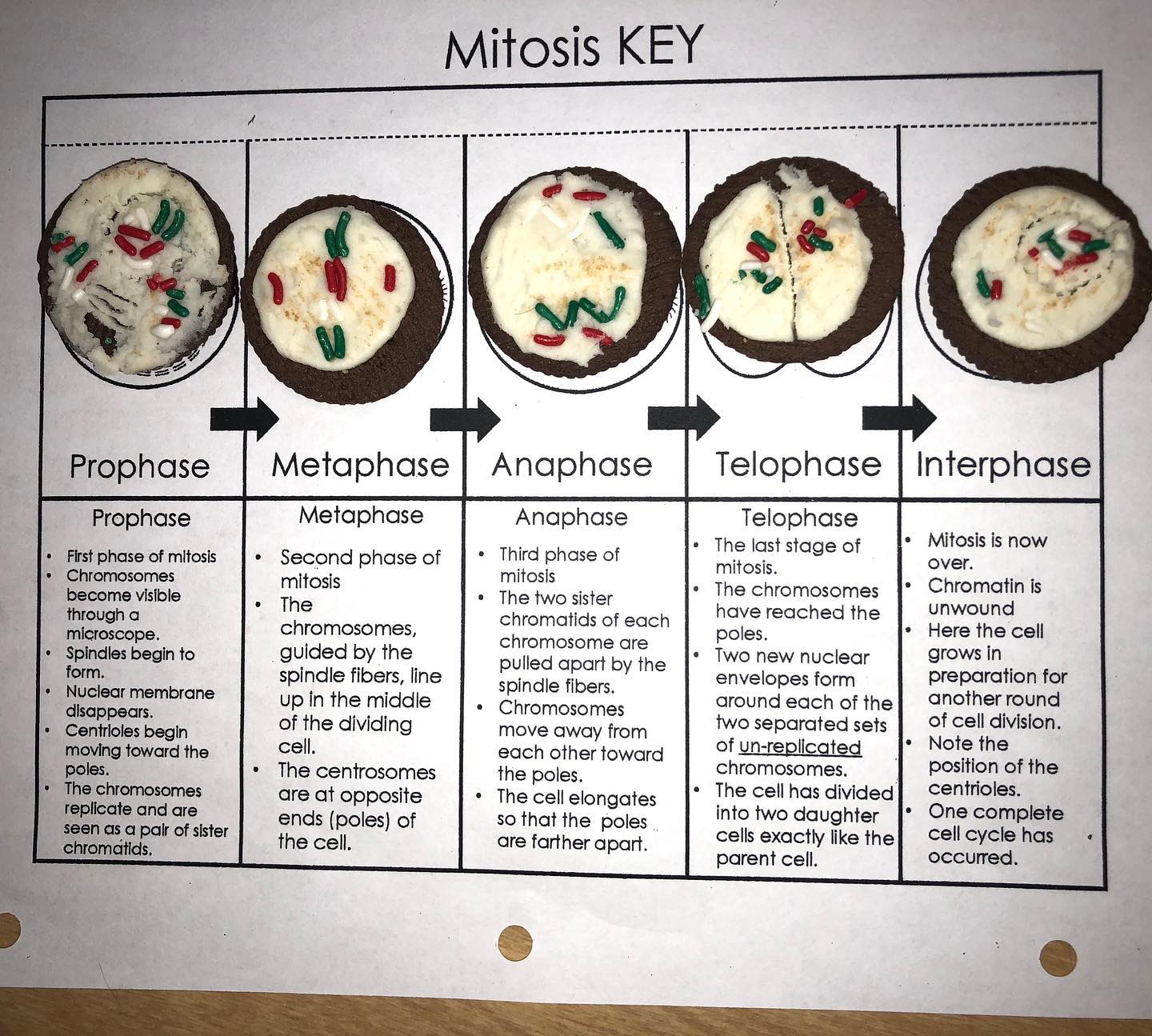 Oreo mitosis lab today! my... - Short Stack Teacher | Facebook