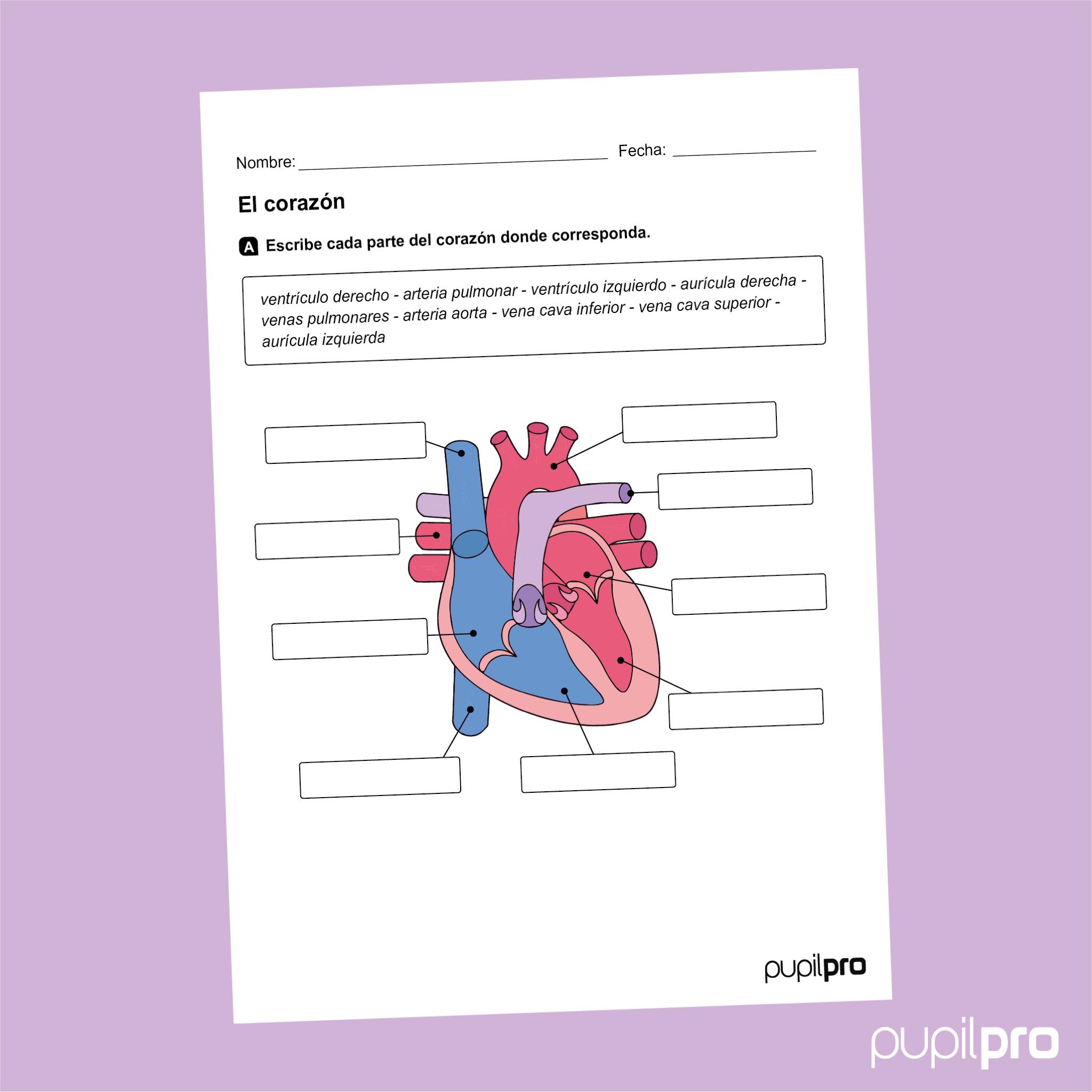 Pupilpro - El corazón es otro de los órganos de nuestro...