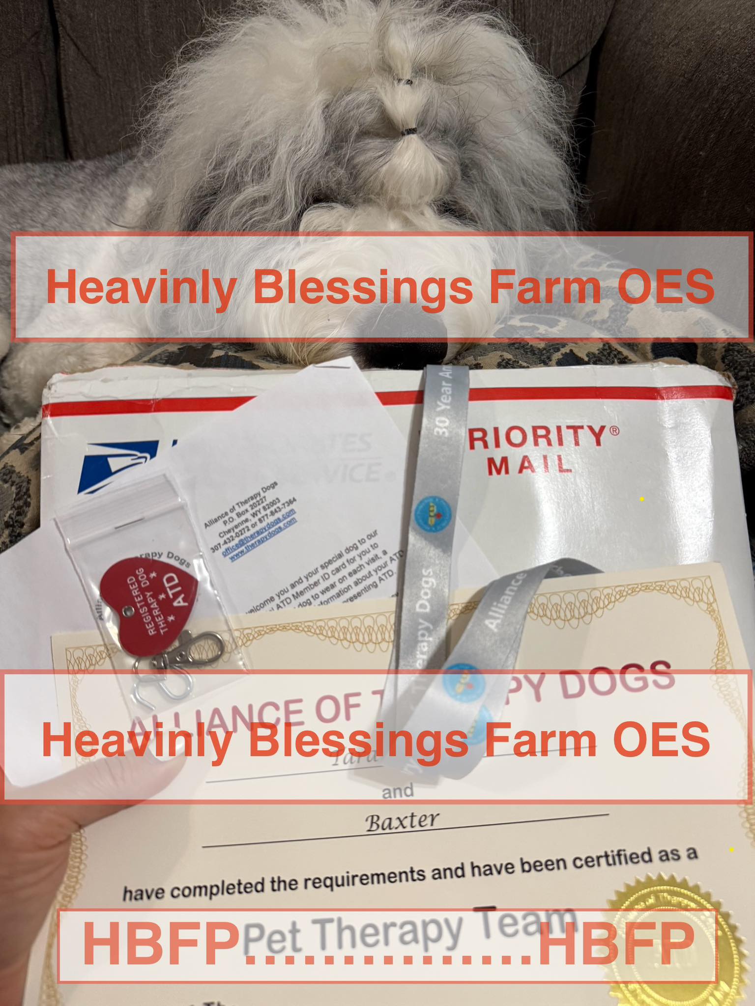 🎉💗YAY!!!!!!🎉💗 Look who got their OFFICIAL Certified THERAPY dog ...