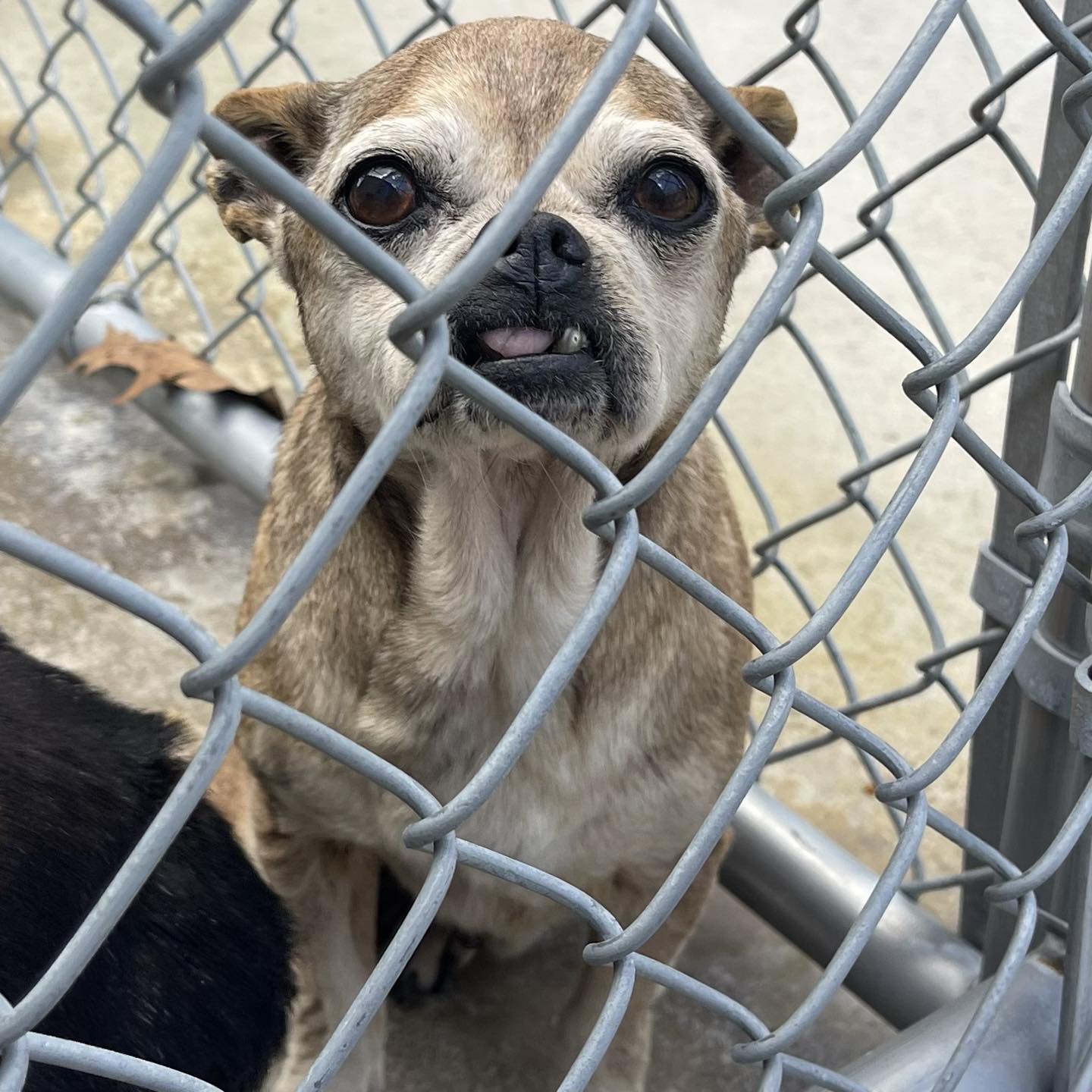 OWNER CLAIMED... - Harrison County Dog Pound Volunteers | Facebook