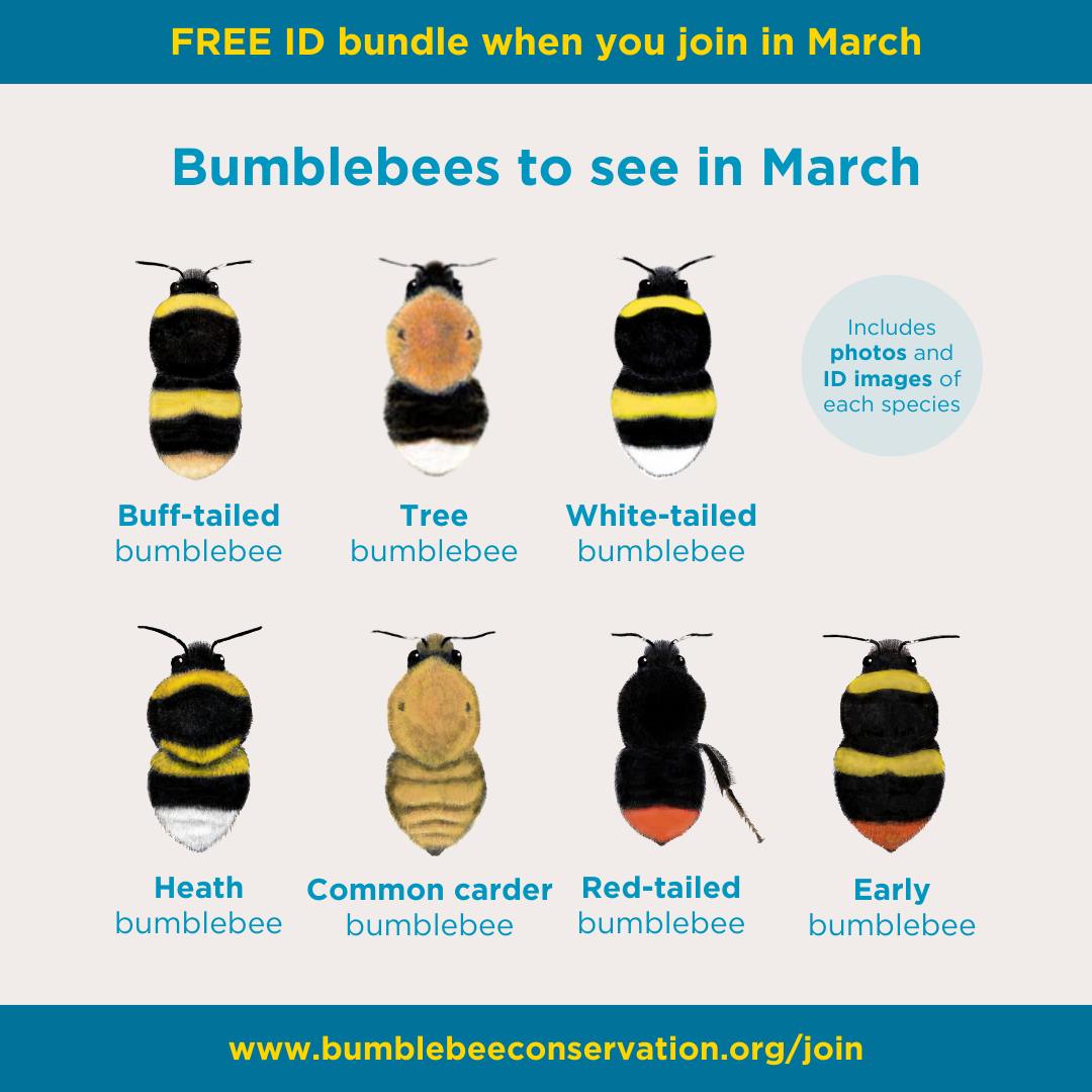 March sees the return of... - Bumblebee Conservation Trust | Facebook