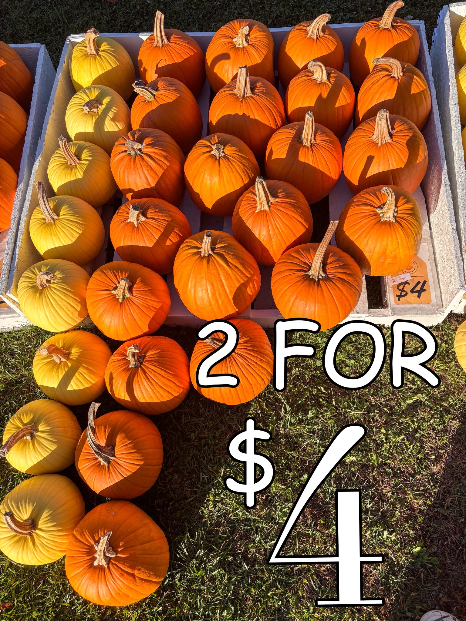 Pumpkins - Final day! Buy One, Get One! Today only: Buy one pumpkin or ...