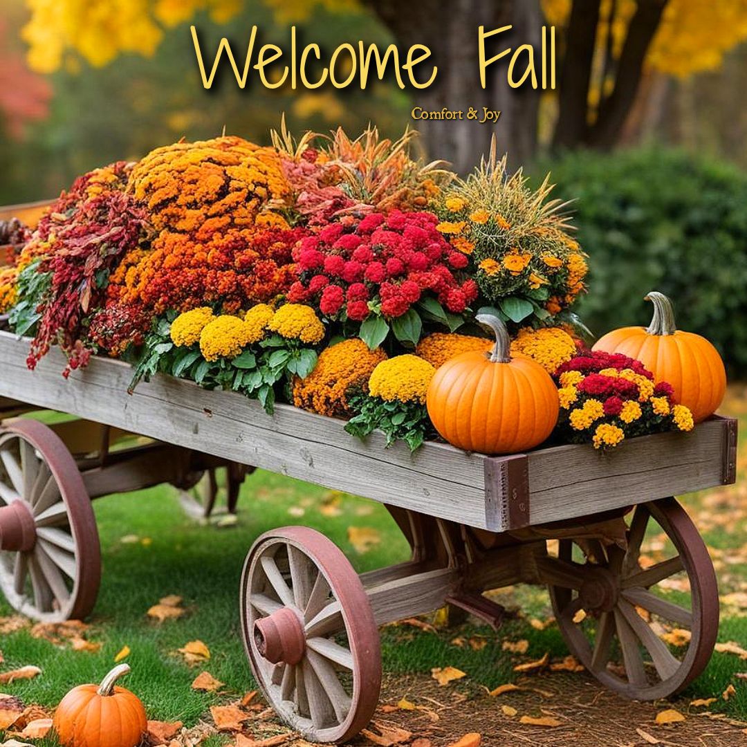 Comfort - Fall has finally arrived ~🍂🏵🍁🎃 Welcome 🧡 | Facebook