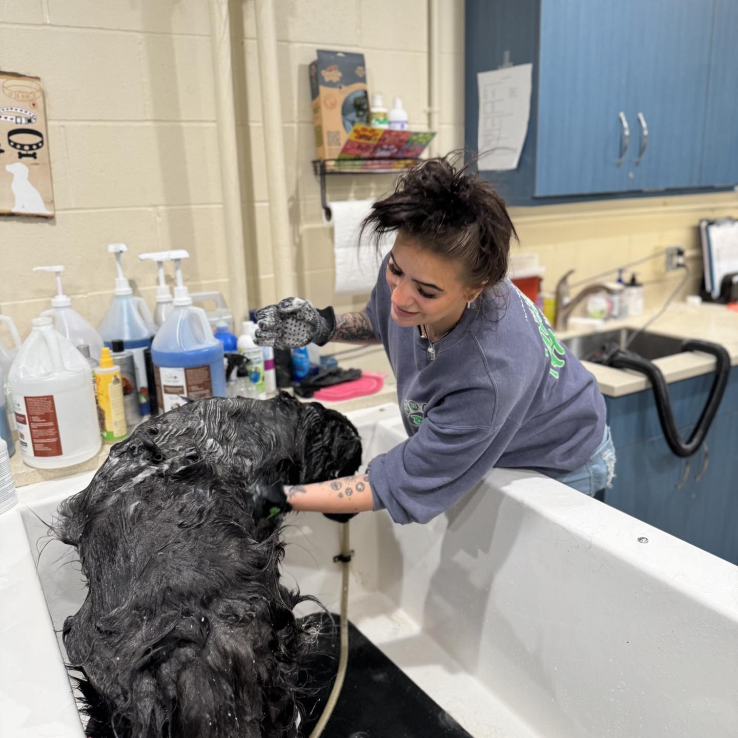 Helping Hounds Dog Rescue... - Helping Hounds Dog Rescue