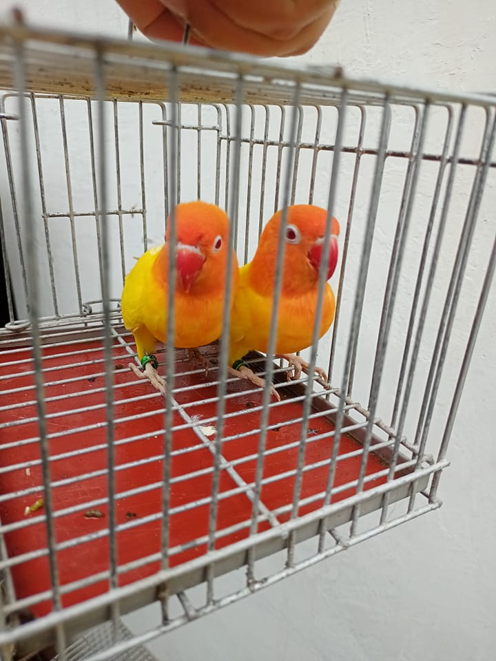 Danao City Bird Breeders | Mga boss unsa gani tawag ani nga color ...