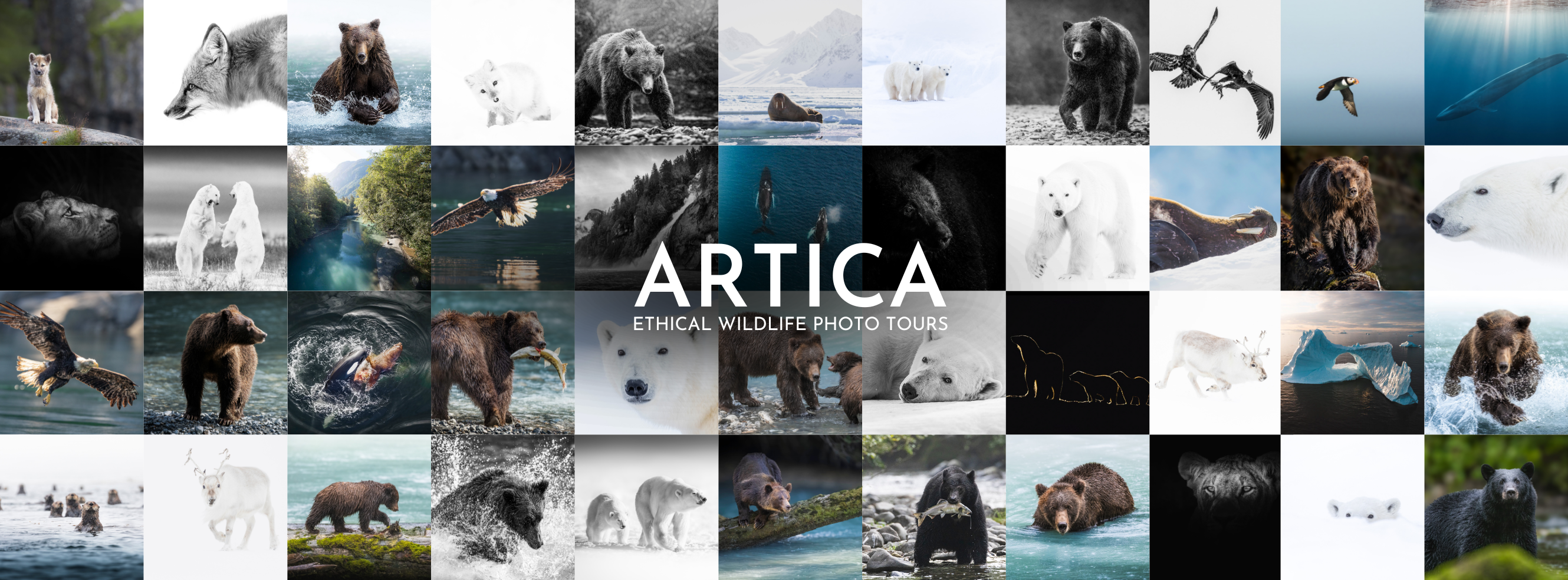 Artica Wildlife & Landscape Photo Tours