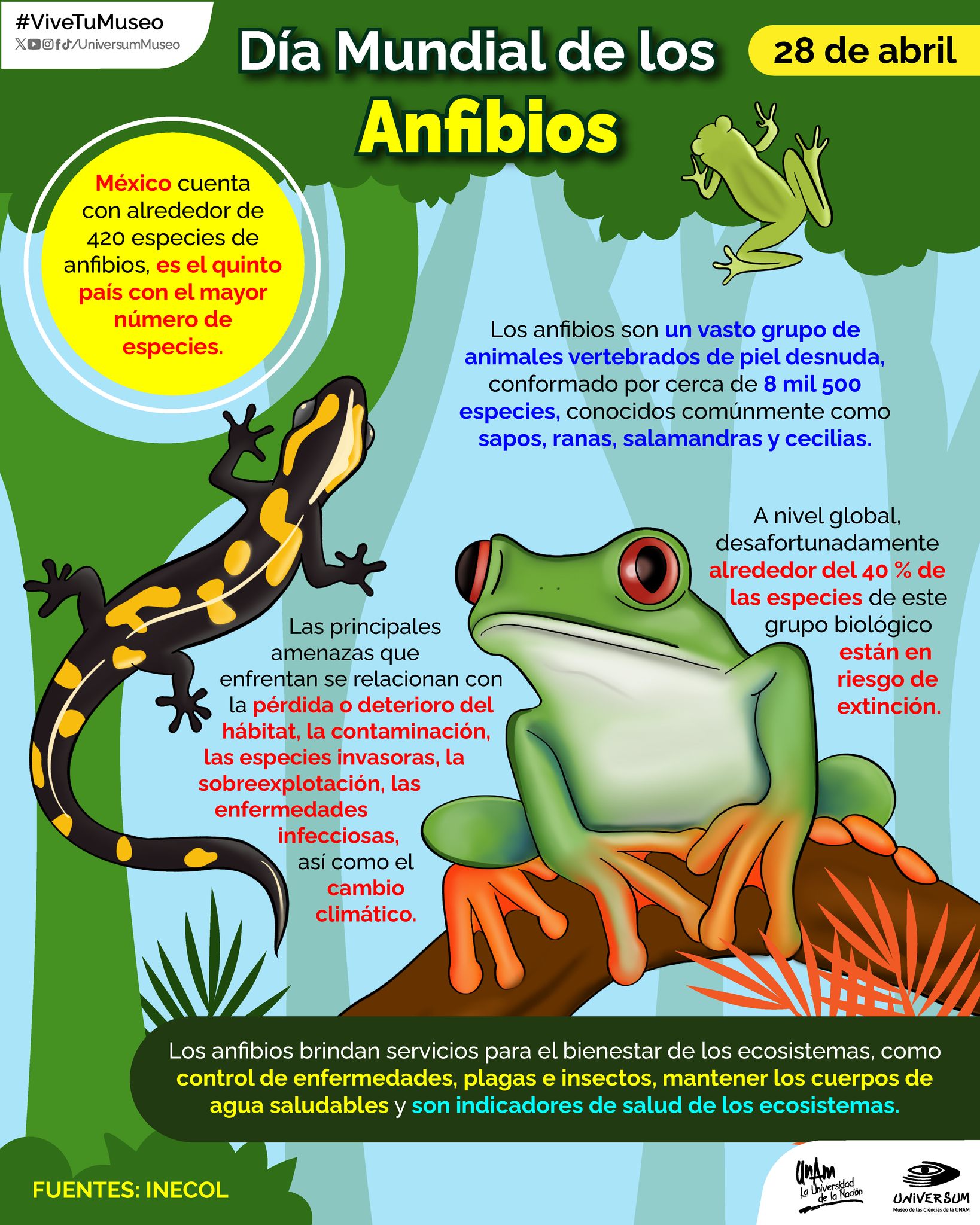 Universum, - #UnDiaComoHoy es el Día Mundial de los Anfibios 🐸 ¿Conoces ...