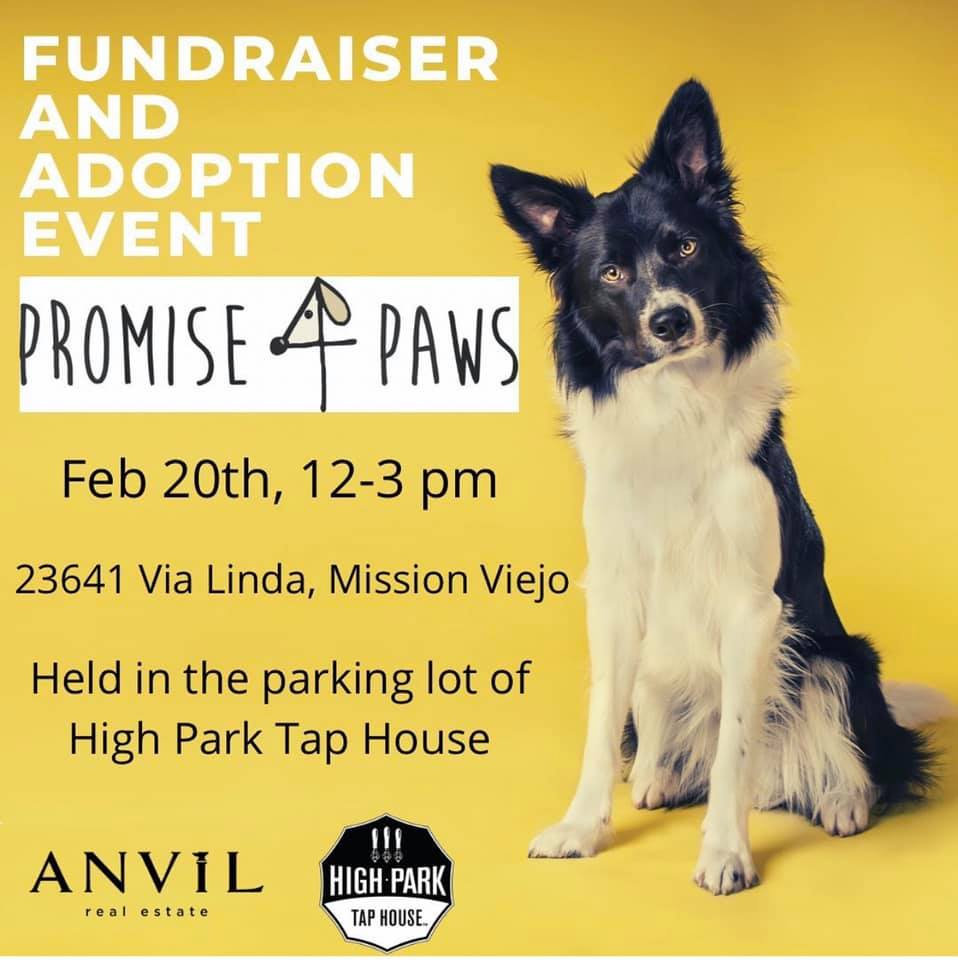 Promise 4 Paws Home Facebook