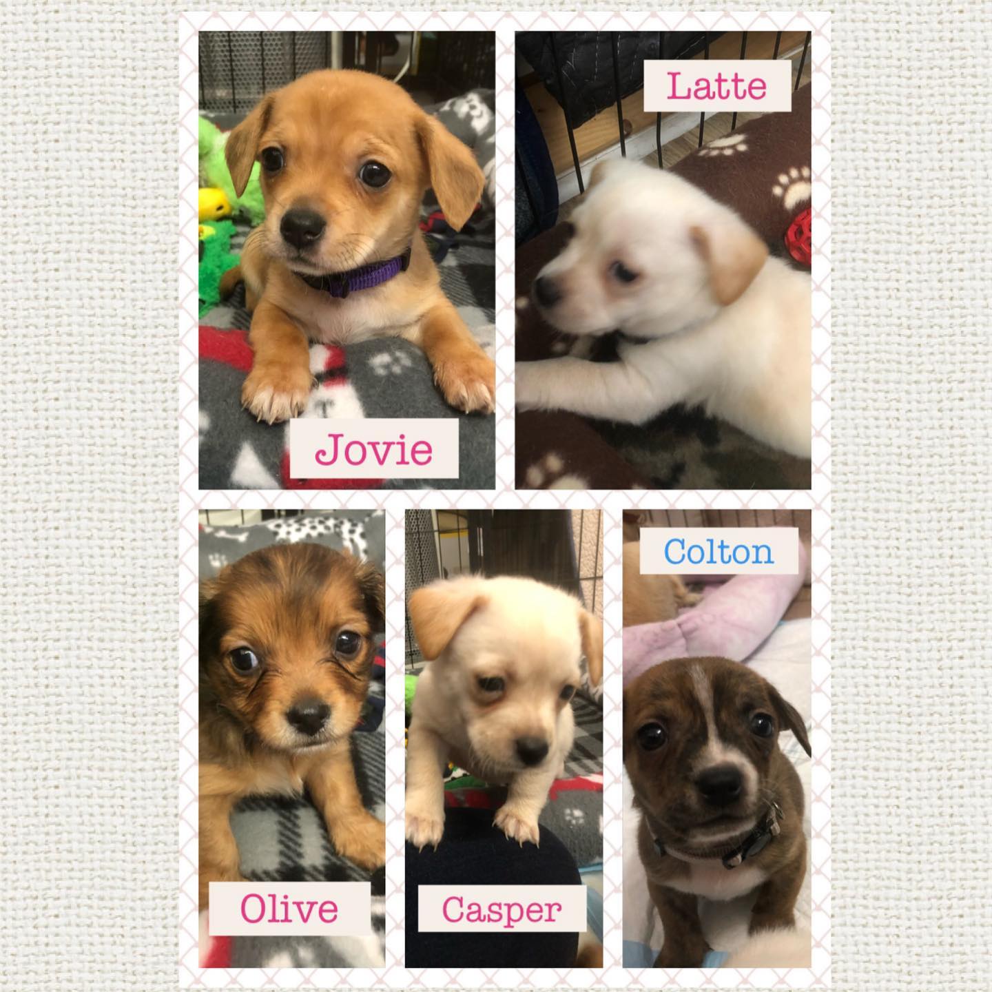 Promise 4 Paws Home Facebook