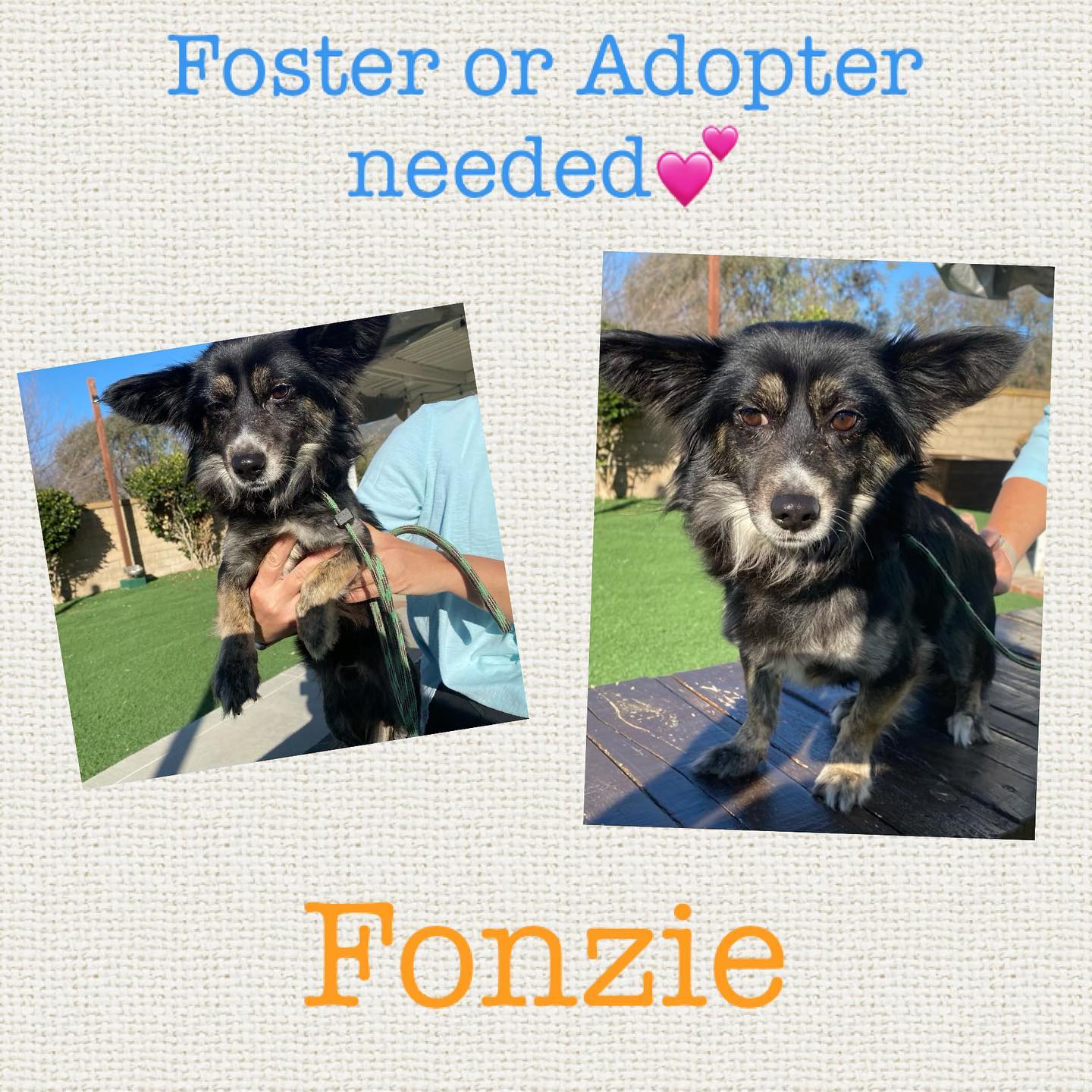 Promise 4 Paws Home Facebook