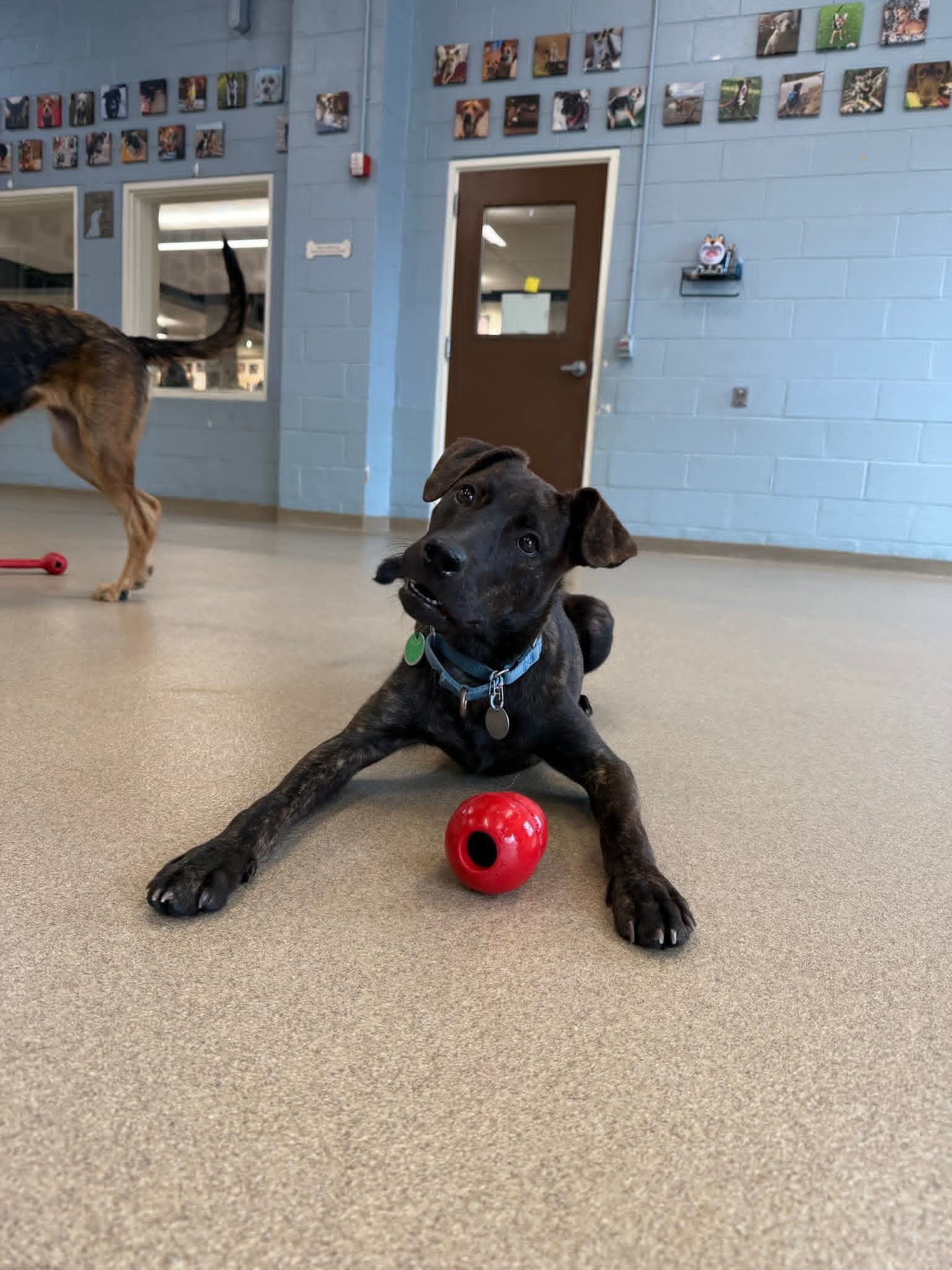 Helping Hounds Dog Rescue... - Helping Hounds Dog Rescue