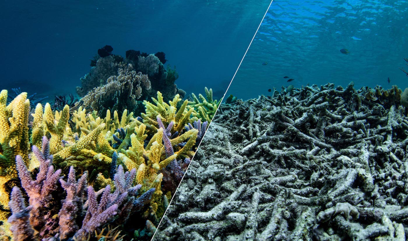 🪸 Coral Reefs Under Threat: The Impact... - Science Feedback