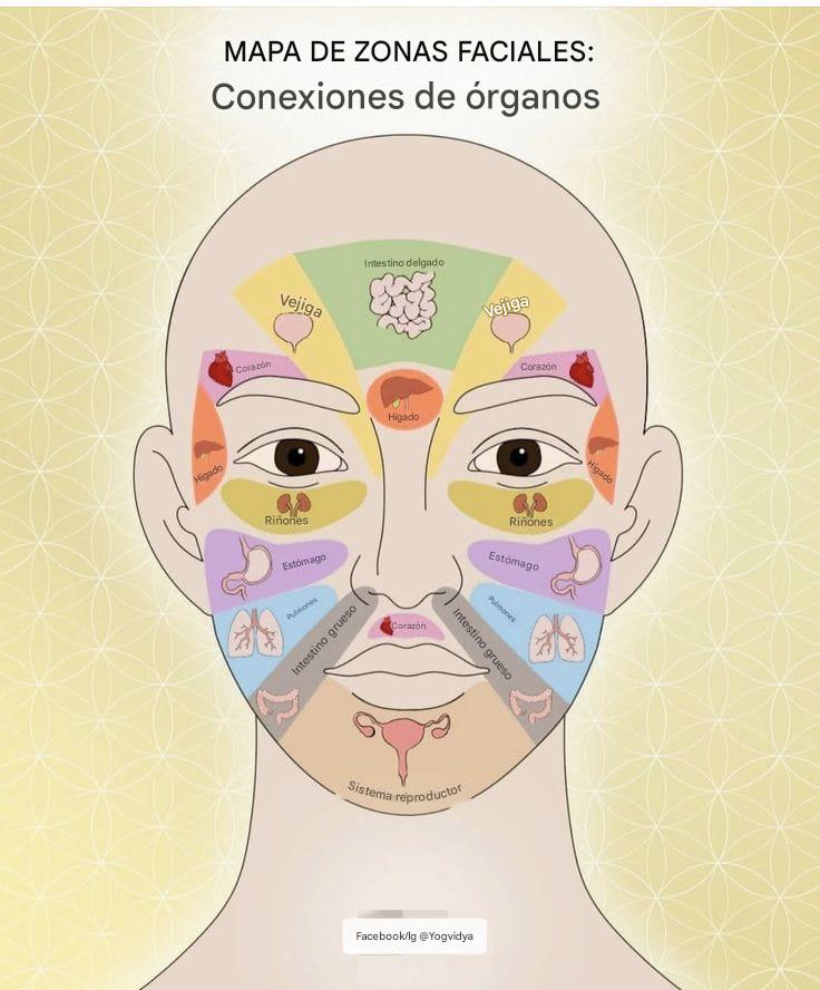 Usa - Tu Rostro Habla: El Mapa Facial que Refleja el Estado de tus ...