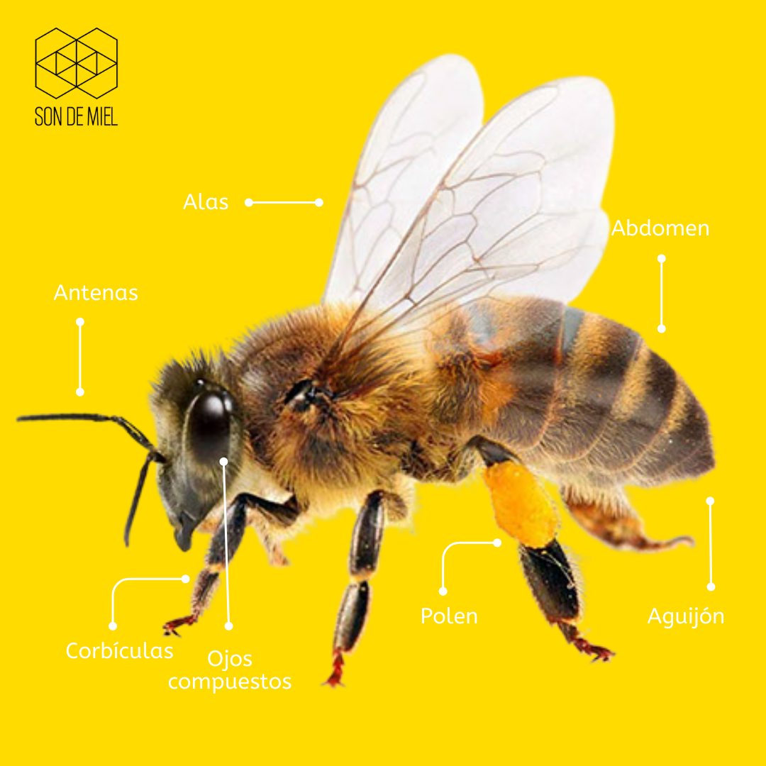 Son de Miel - La anatomía de una abeja desempeña un papel... | Facebook
