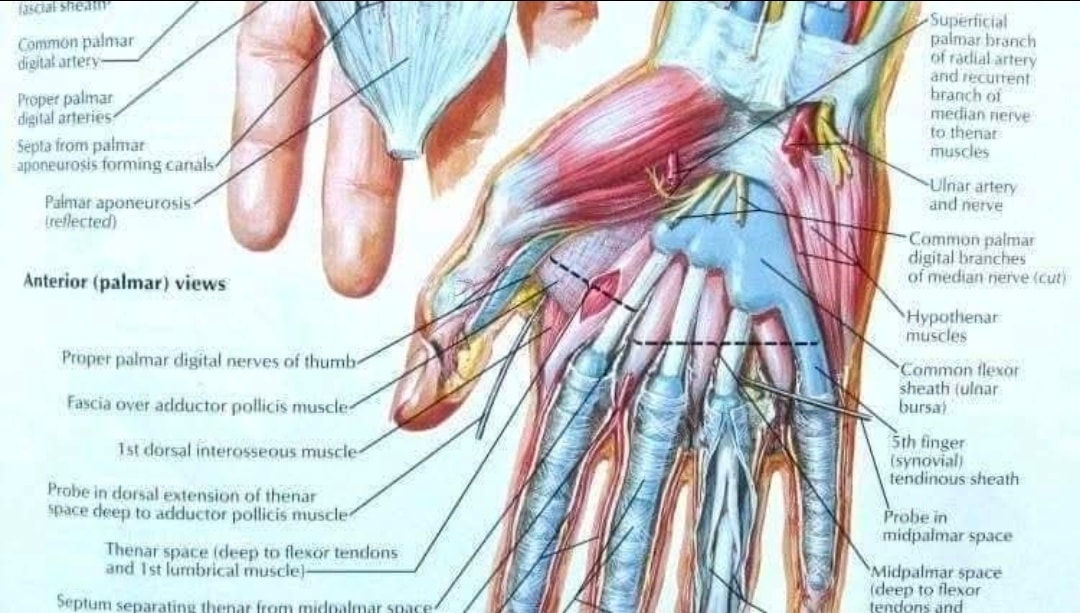 Biblical - SCIENTISTS ADMIT: THE HAND WAS CREATED A research team ...