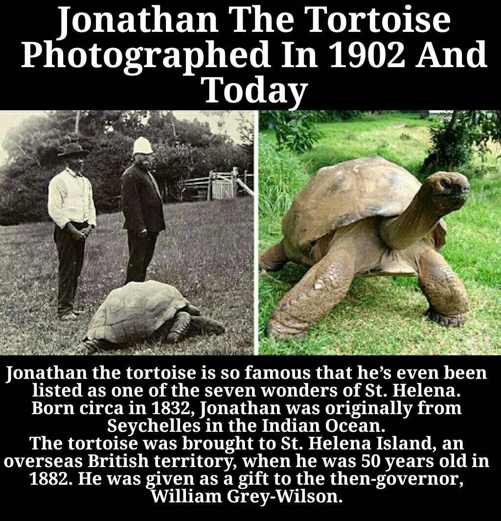 Eyes of the World - 187-Year-Old Jonathan the Tortoise of St. Helena Is ...