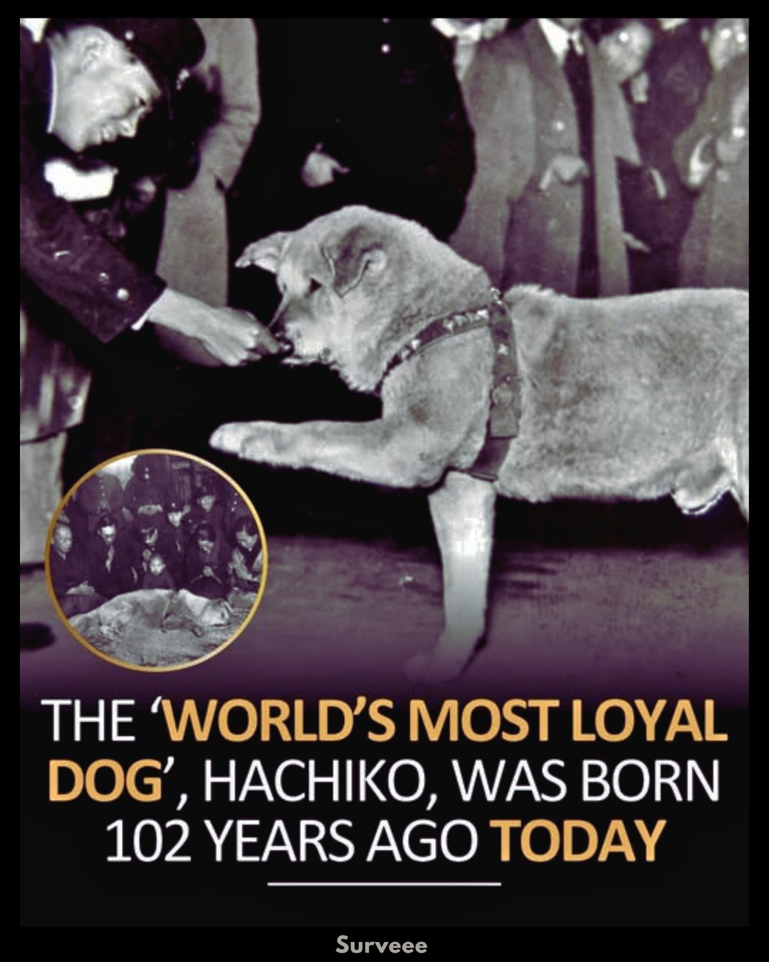 Surveee - 102 years ago, Hachiko was born, and though he left this ...